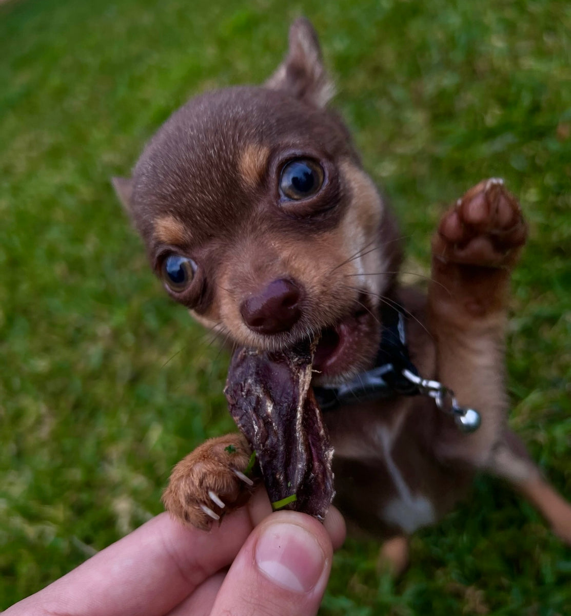 How are dried kangaroo dog treats sourced and manufactured? – The ...