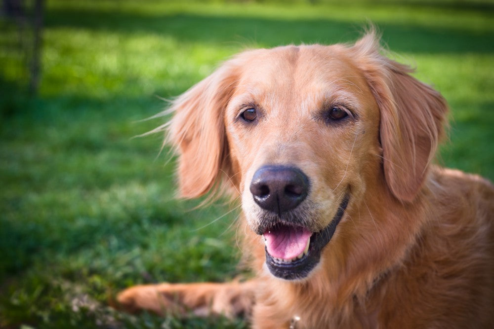 Can dried kangaroo dog treats help with weight management? – The ...