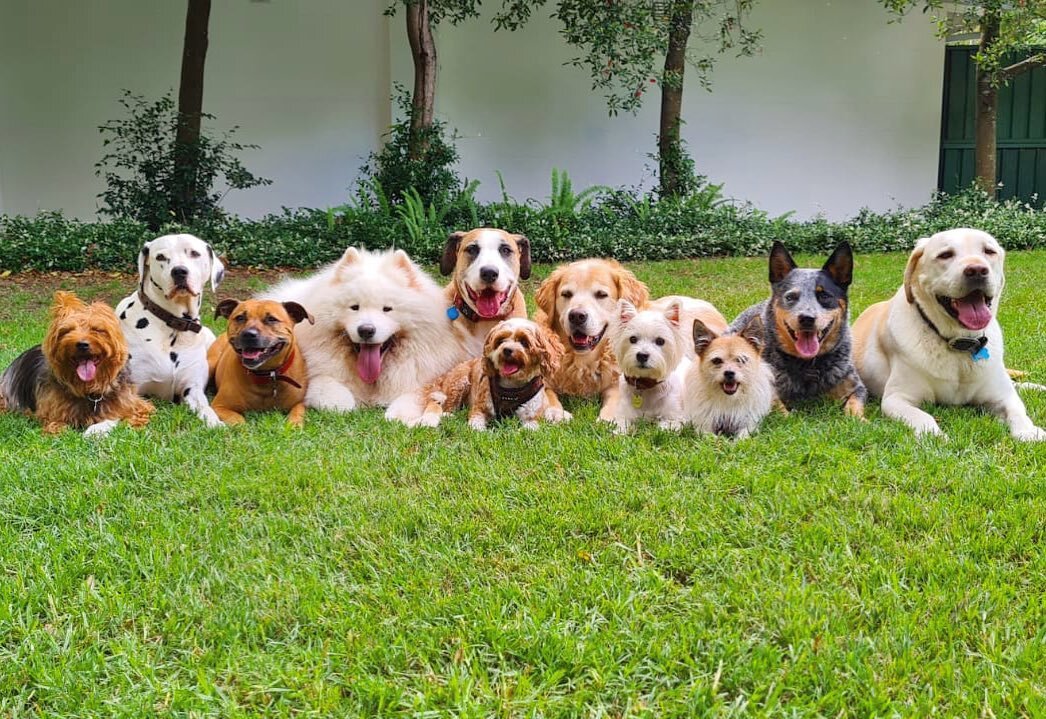 Why give your dog kangaroo liver? – The Kangaroo Dog Treat Co